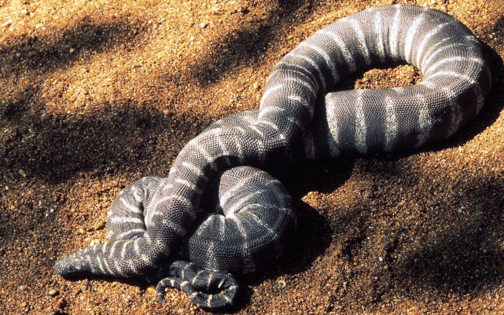 Snakes Serpentes By Nature Web